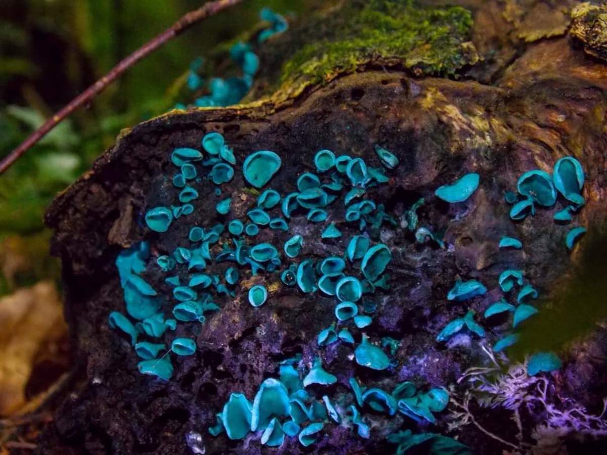 The Many Colours of Fungi: Exploring Pigments - HubPages