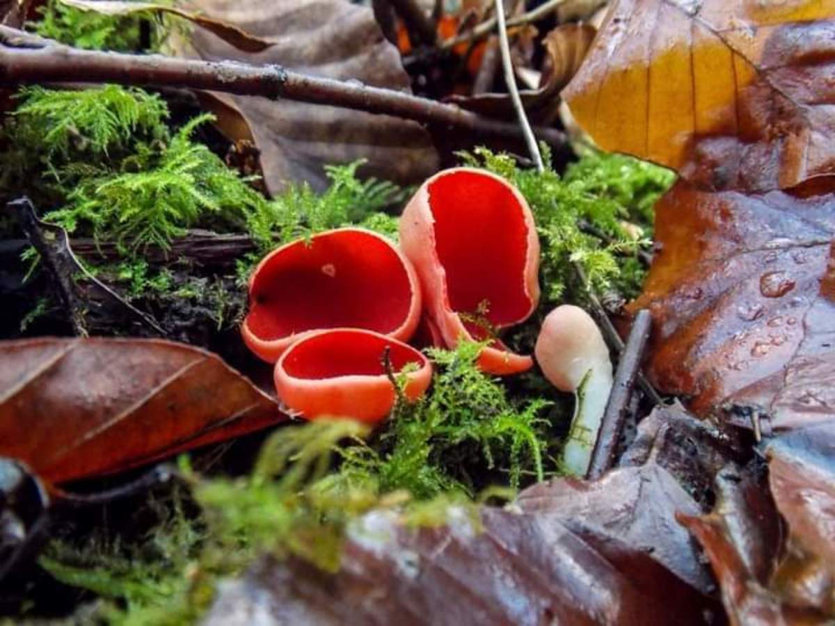 The Many Colours of Fungi: Exploring Pigments - HubPages