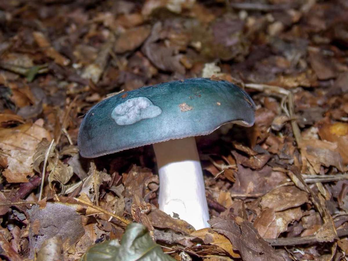 The Many Colours of Fungi: Exploring Pigments - HubPages