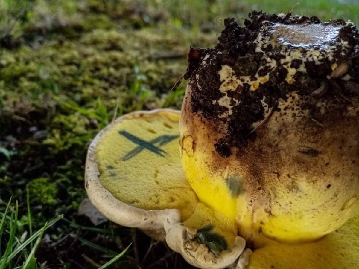 The Many Colours of Fungi: Exploring Pigments - HubPages