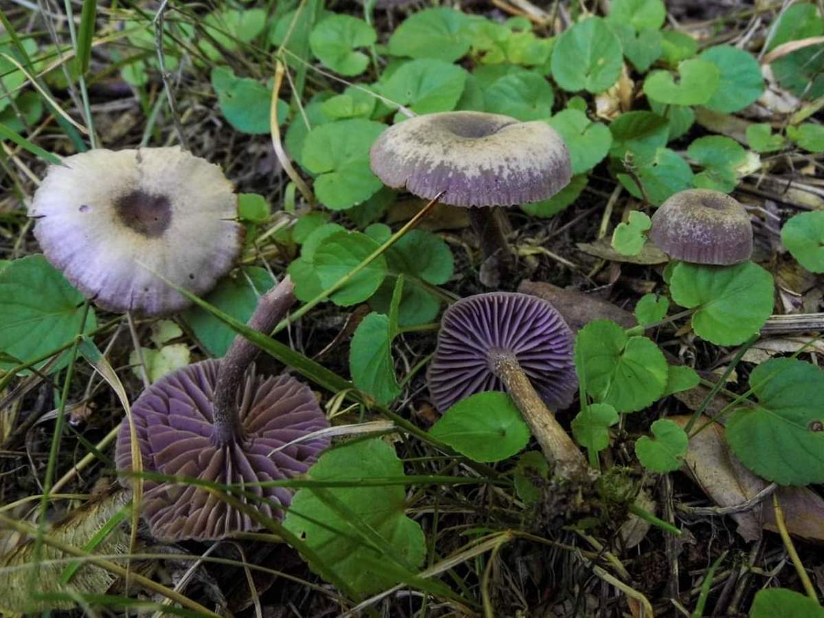The Many Colours of Fungi: Exploring Pigments - HubPages