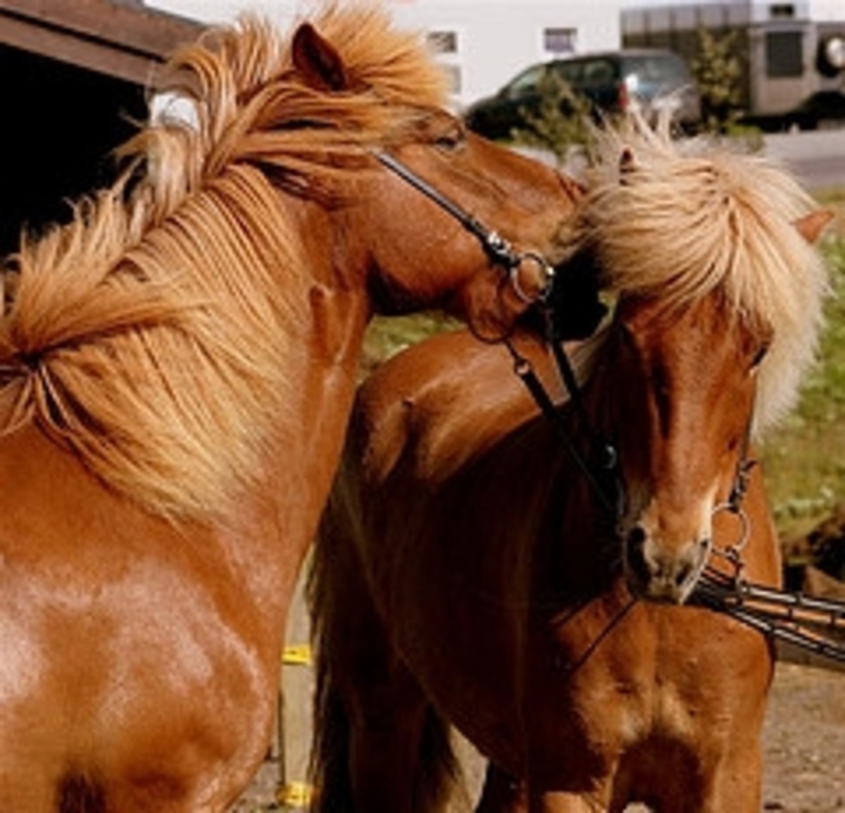 The Jack Bull - A Movie - HubPages