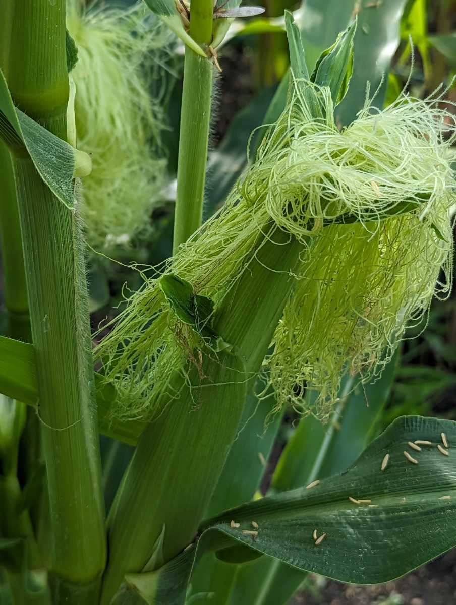 Sweet Corn Hard Grilled with Husks On - HubPages