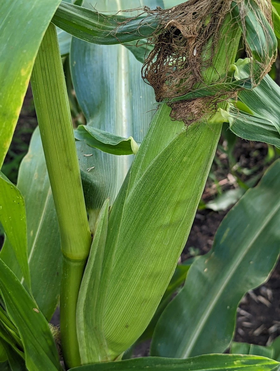 Sweet Corn Hard Grilled with Husks On - HubPages