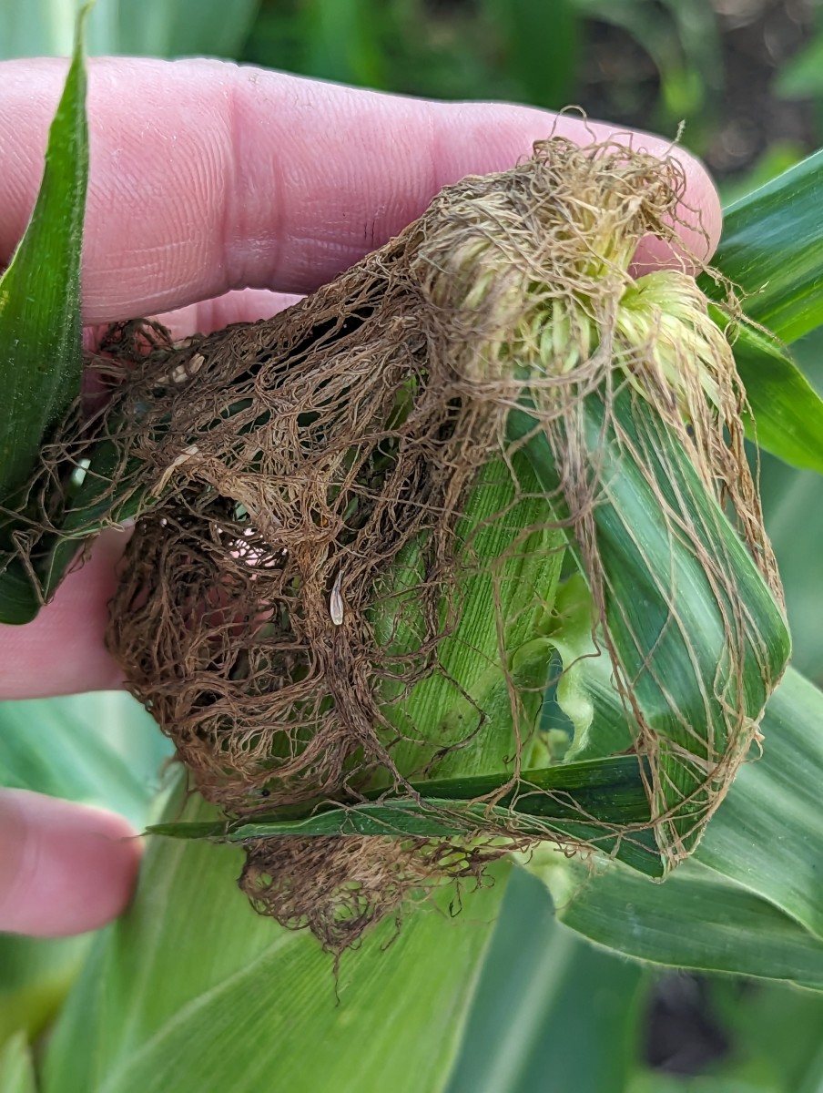 Sweet Corn Hard Grilled with Husks On - HubPages