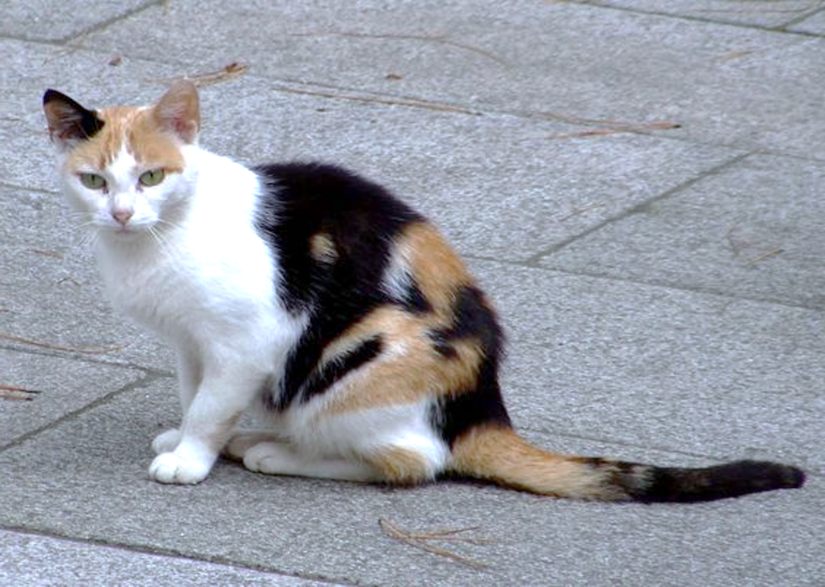 11 Cat Breeds That Bring Good Luck - HubPages