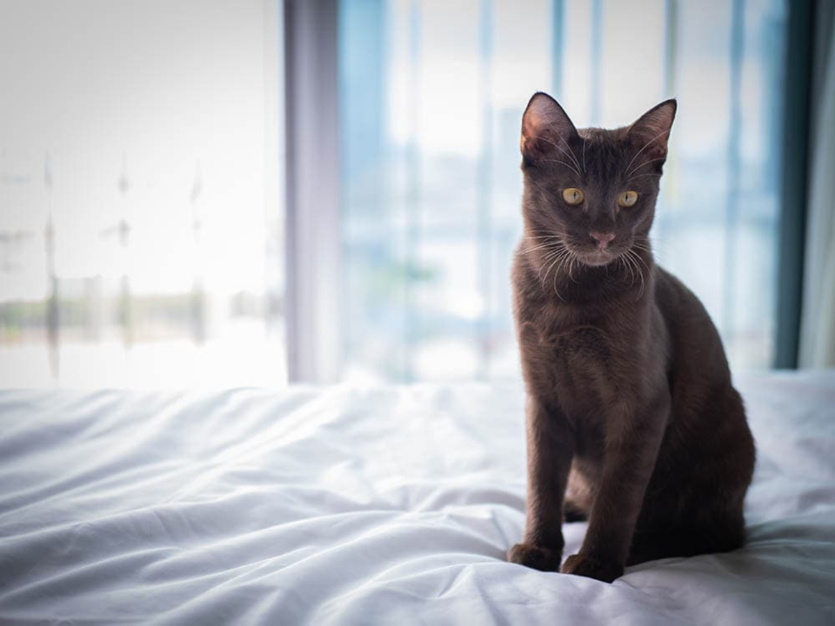 11 Cat Breeds That Bring Good Luck - HubPages