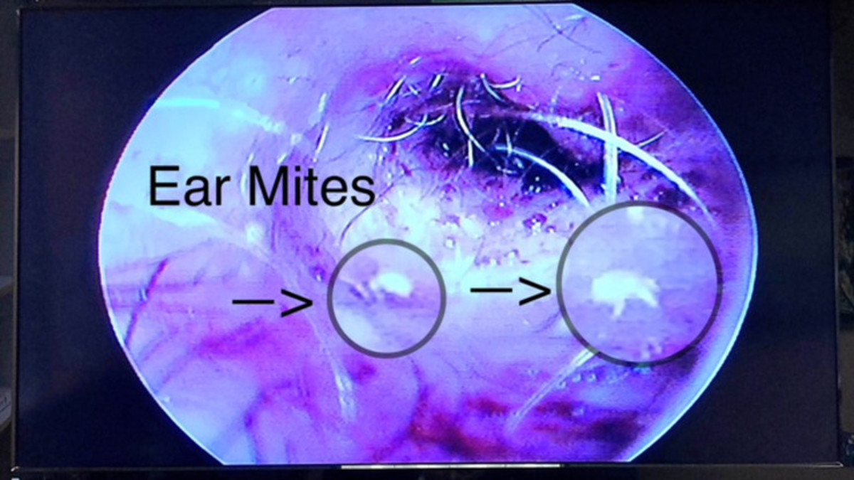 Ear Mites in Cat - HubPages