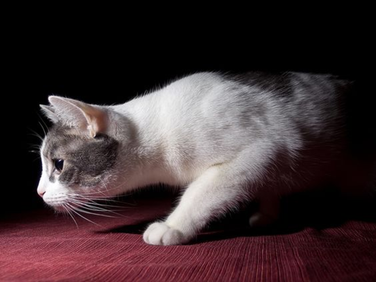 11 Benefits of Owning a Cat - HubPages