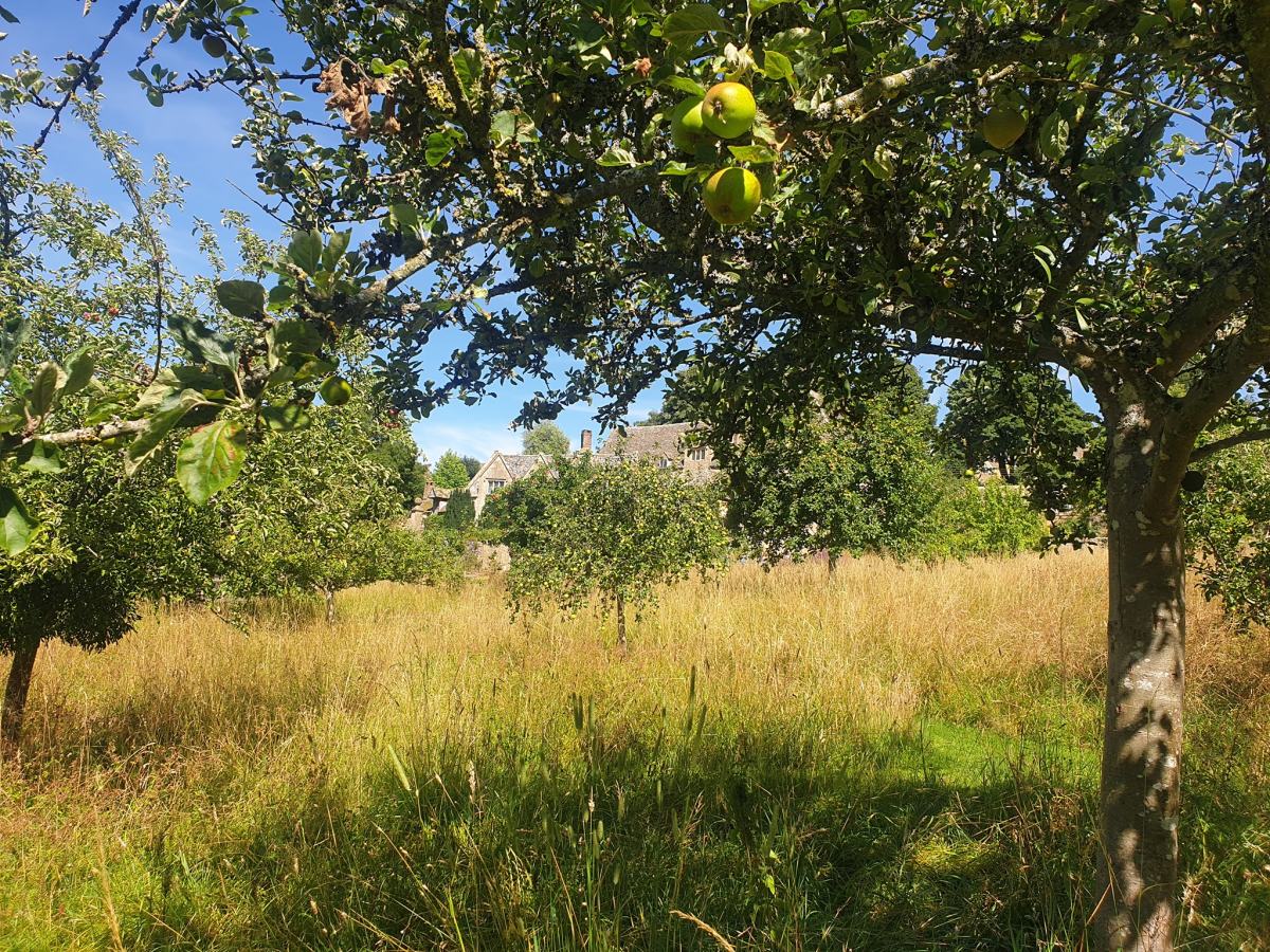 Apple Lore of Britain and the Origins of the Fruit - HubPages