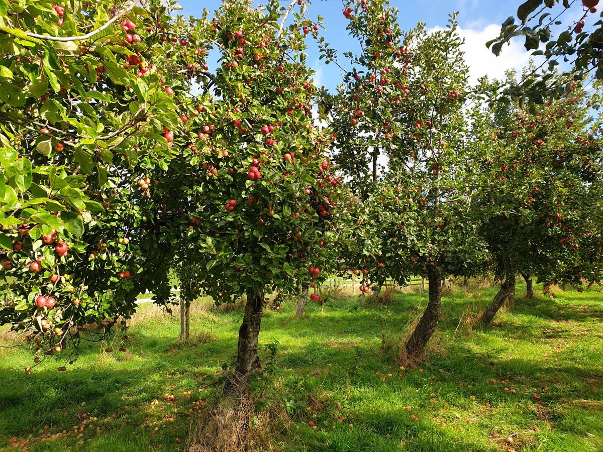 Apple Lore of Britain and the Origins of the Fruit - HubPages