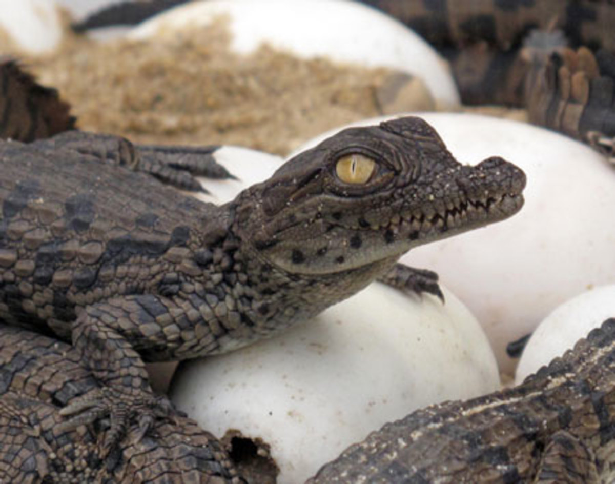 Nile Crocodile facts - HubPages