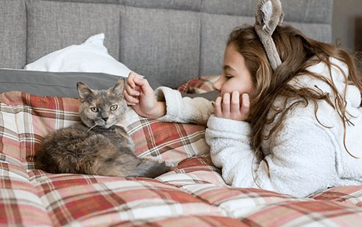 11 Common Misconceptions About Owning Cats - HubPages