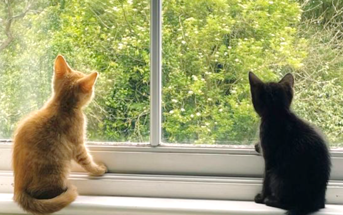 11 Common Misconceptions About Owning Cats - HubPages