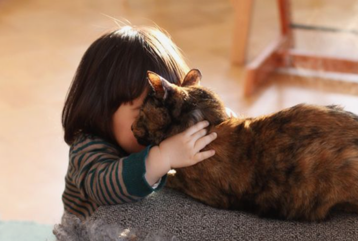 11 Common Misconceptions About Owning Cats - HubPages