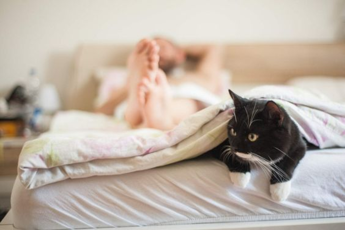 11 Common Misconceptions About Owning Cats - HubPages