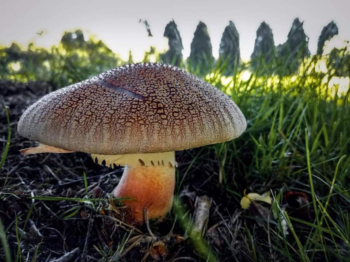 Amanita rubescens - The Blusher: Your Guide to Identification - HubPages
