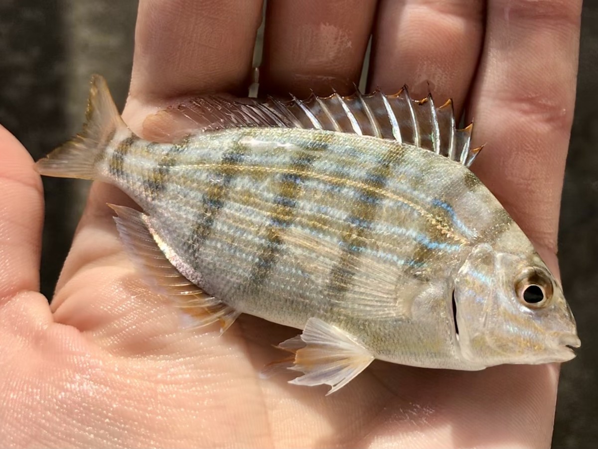 How to Locate and Catch Mangrove Snapper - HubPages