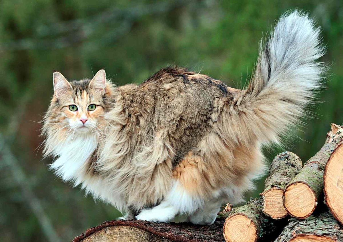 15 Cat Breeds That Get Along With Dogs - HubPages