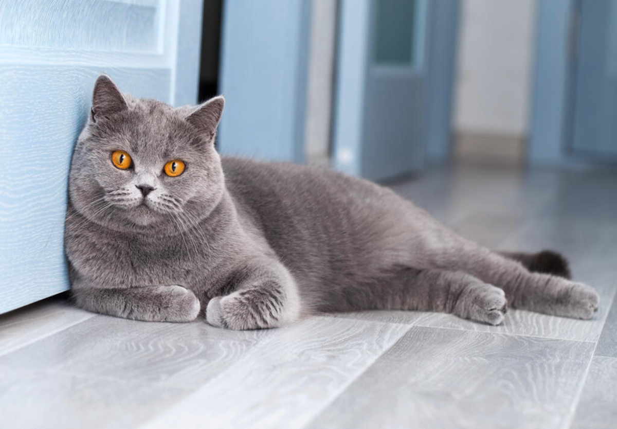 15 Cat Breeds That Get Along With Dogs - HubPages
