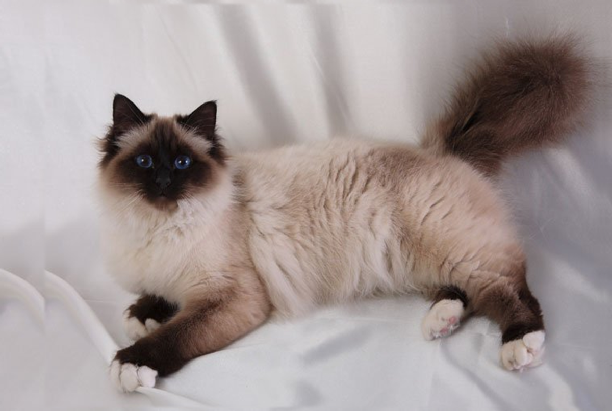15 Cat Breeds That Get Along With Dogs - HubPages