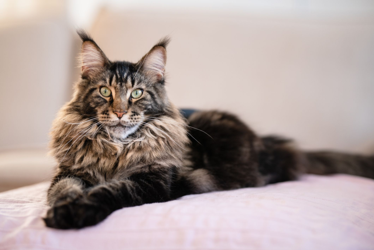 15 Cat Breeds That Get Along With Dogs - HubPages