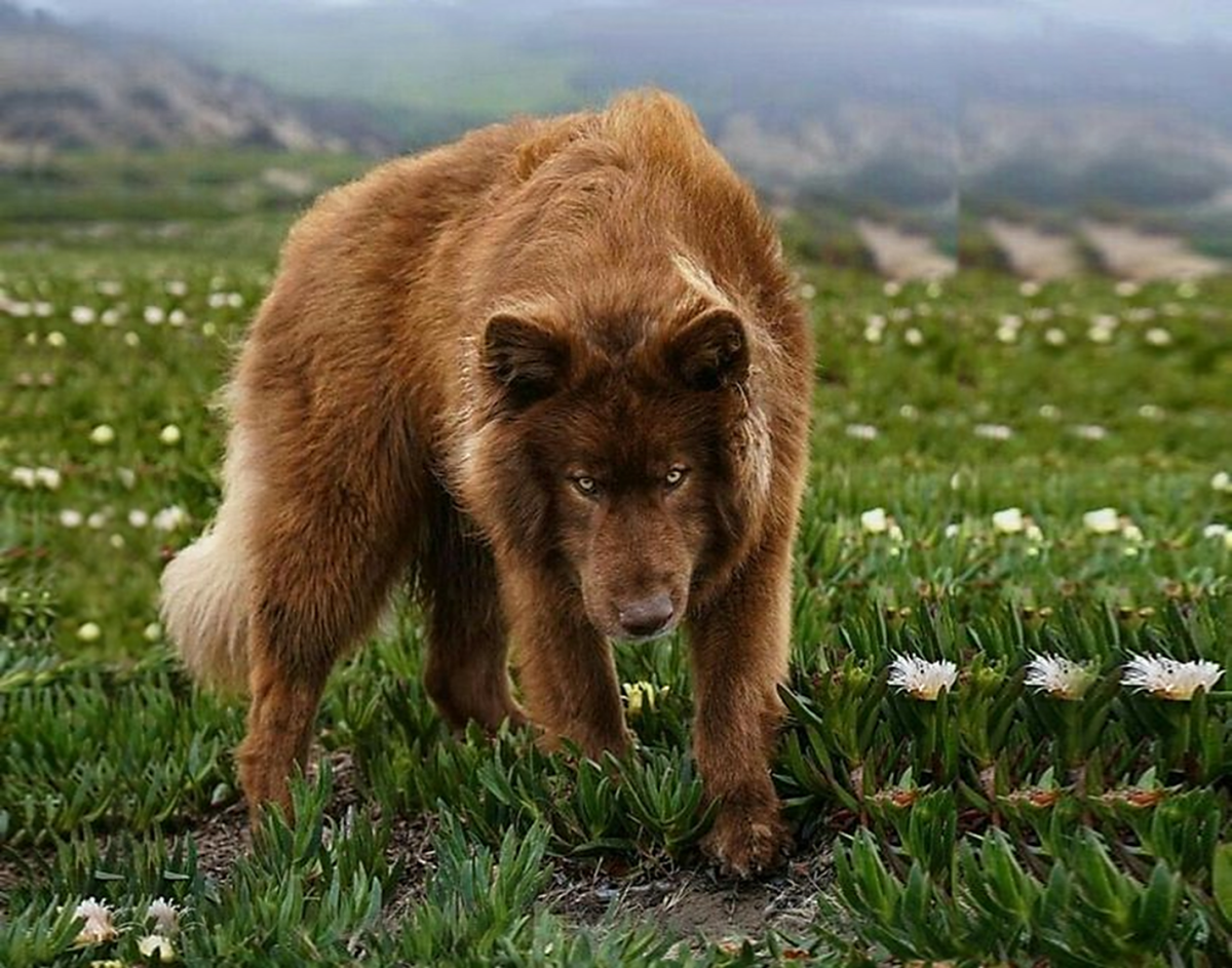 15 Worst Dog Breeds For Cats - HubPages