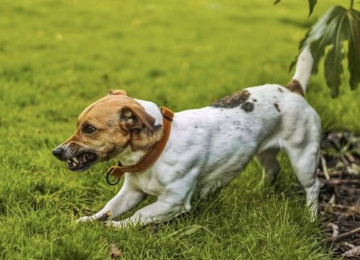 15 Worst Dog Breeds For Cats - HubPages