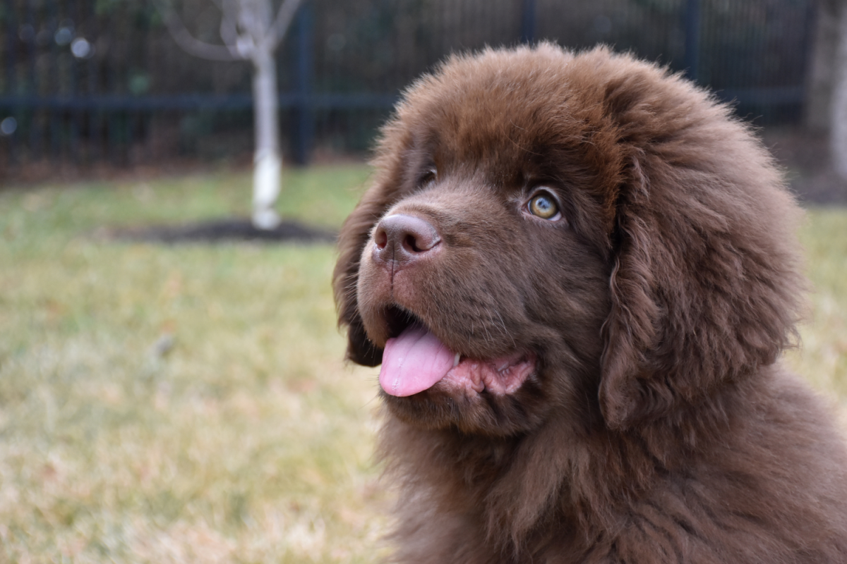 The Newfoundland Dog Breed: A Comprehensive Guide - PetHelpful