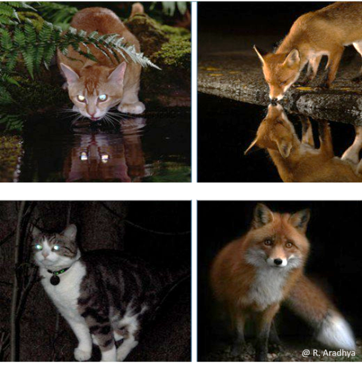 11 Cat Like Behavior of Fox - HubPages