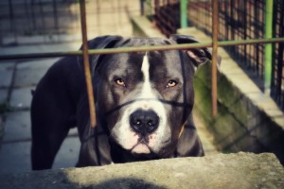 Pit Bulls: Nanny Dogs, or Vicious Animals? - HubPages