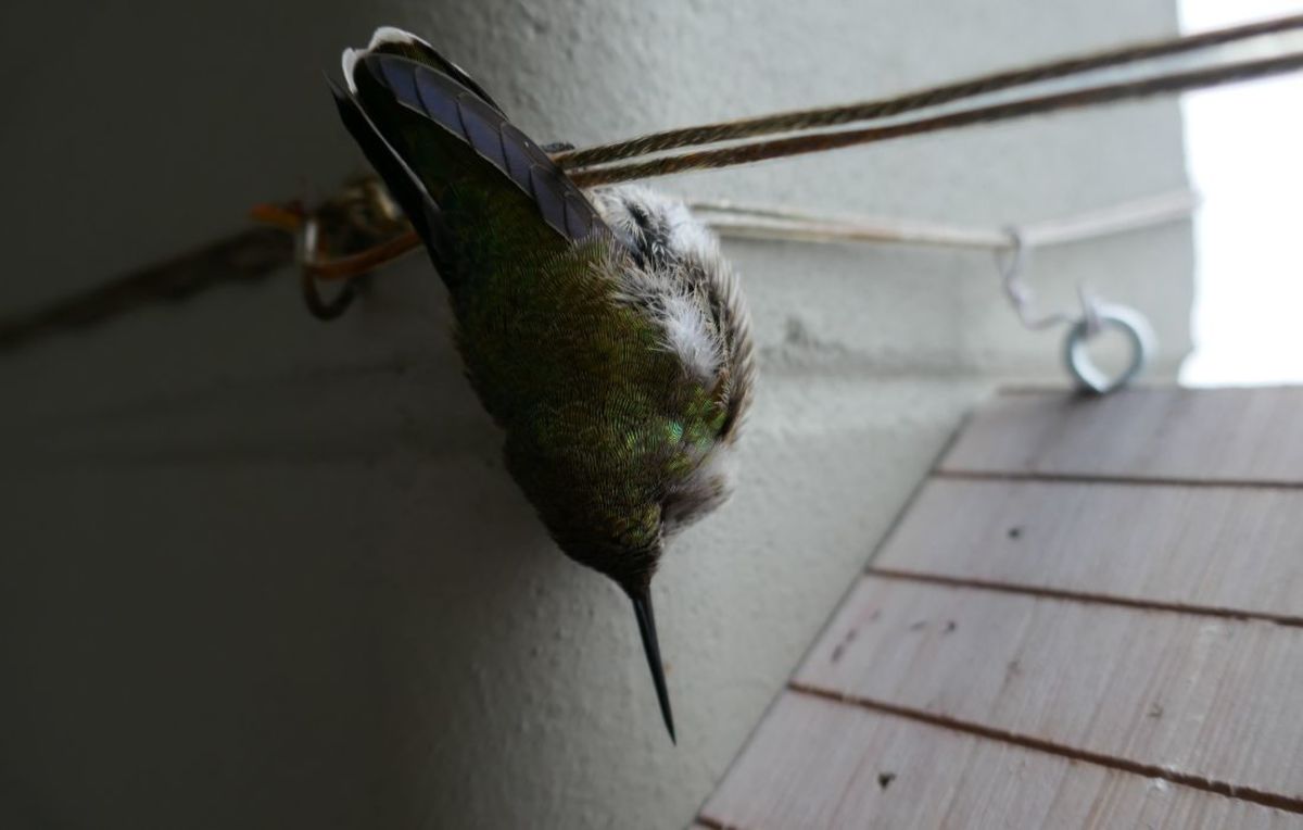 Do Hummingbirds Sleep at Night? - HubPages