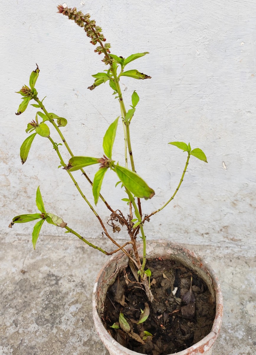 Holy Basil (Tulsi) Plant: The Queen of Herbs With Prophylactic ...