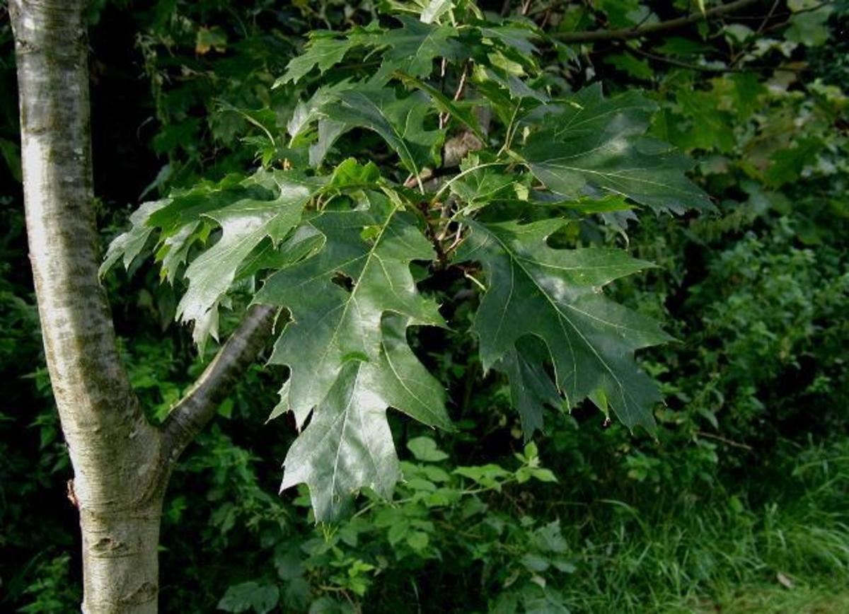 Common Deciduous Trees in Your Neighborhood (in the Ontario Region ...