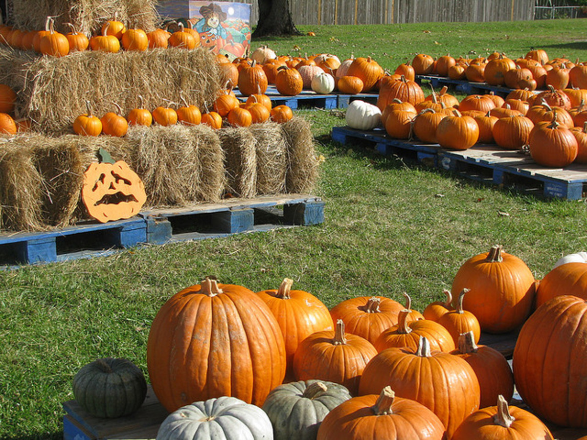 4 Reasons to Take Your Son or Daughter to an Autumn Pumpkin Patch ...