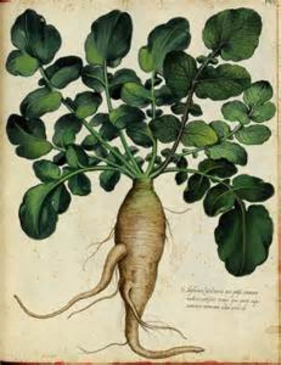 Turnips, Parsnips and Rutabagas in the Garden - HubPages