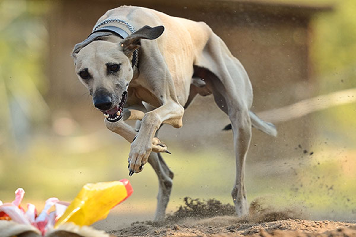 11 Unrecognized and Rare Sighthound Dogs From Asian Countries - HubPages