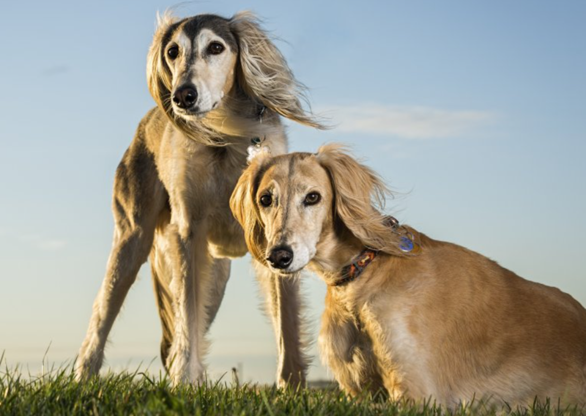 11 Unrecognized and Rare Sighthound Dogs From Asian Countries - HubPages