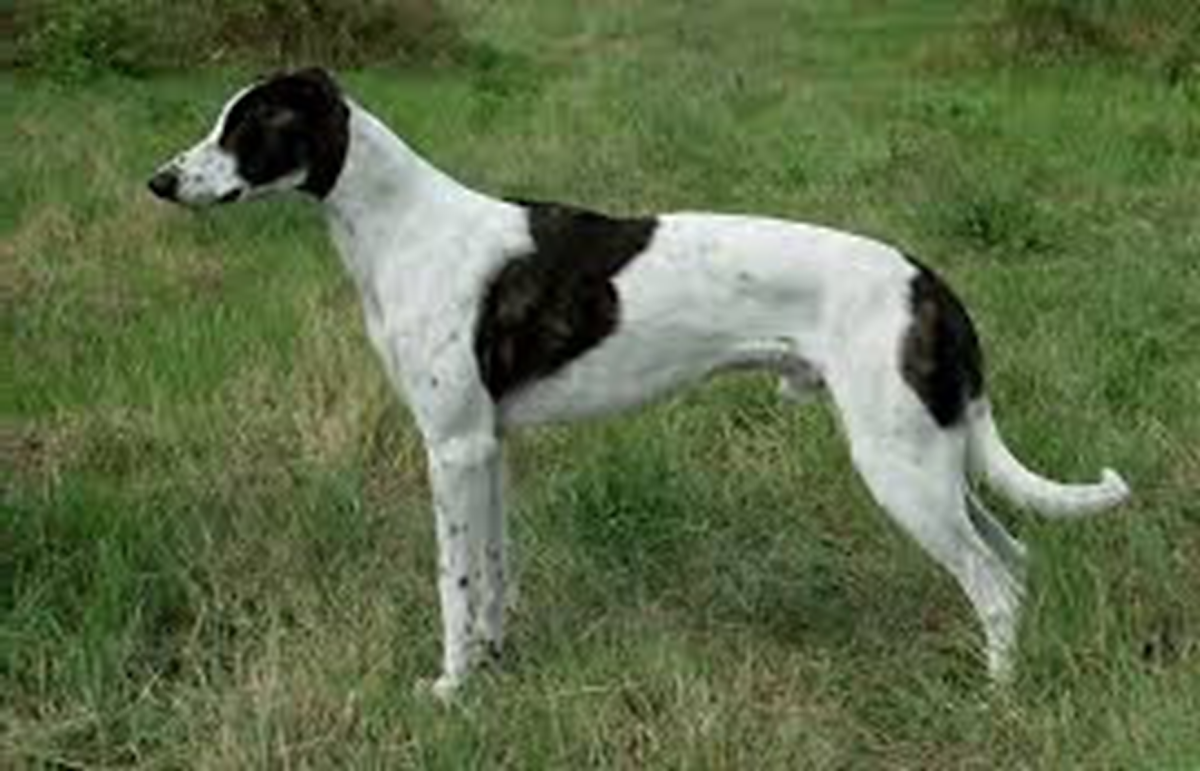 11 Unrecognized and Rare Sighthound Dogs From Asian Countries - HubPages
