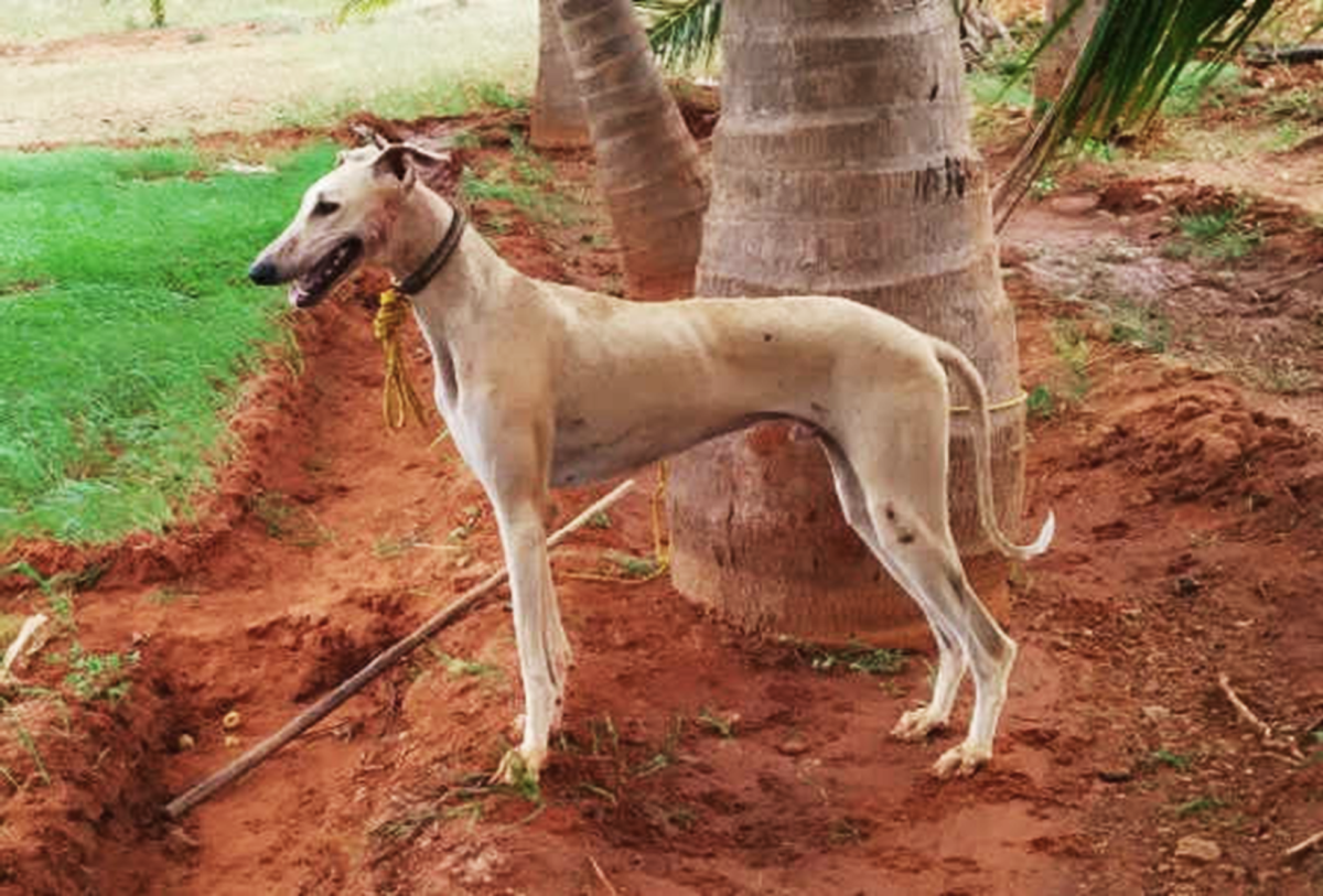 11 Unrecognized and Rare Sighthound Dogs From Asian Countries - HubPages