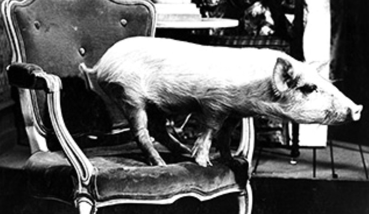 A Sad, Honest View of Green Acres - HubPages