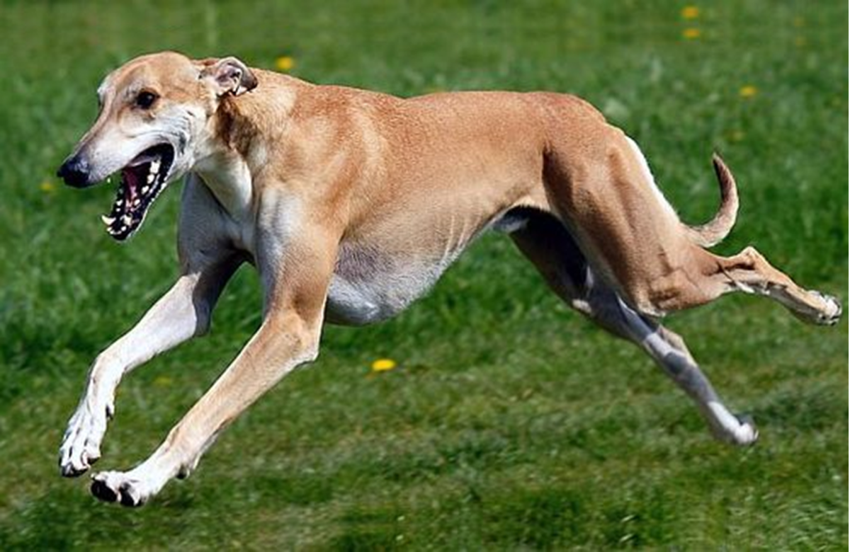 15 Dogs That Look Like Greyhounds - HubPages