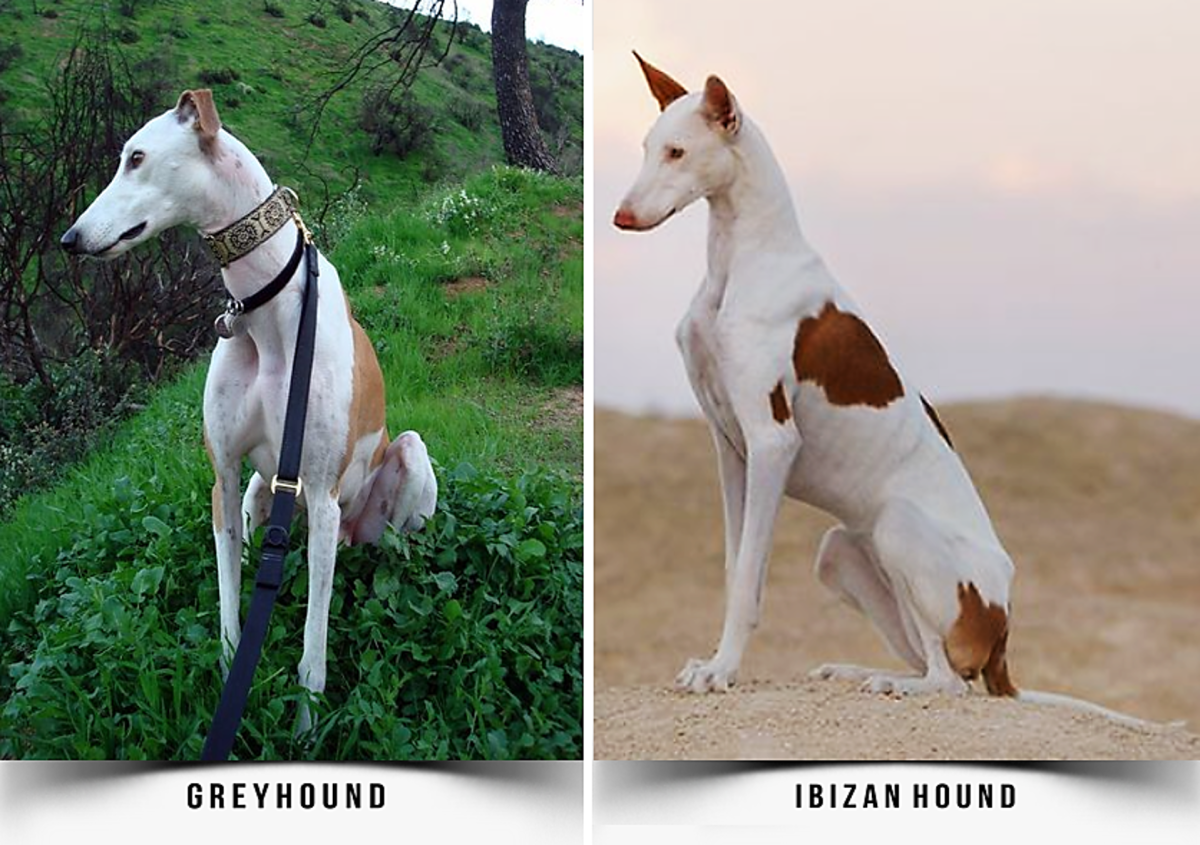 15 Dogs That Look Like Greyhounds - HubPages