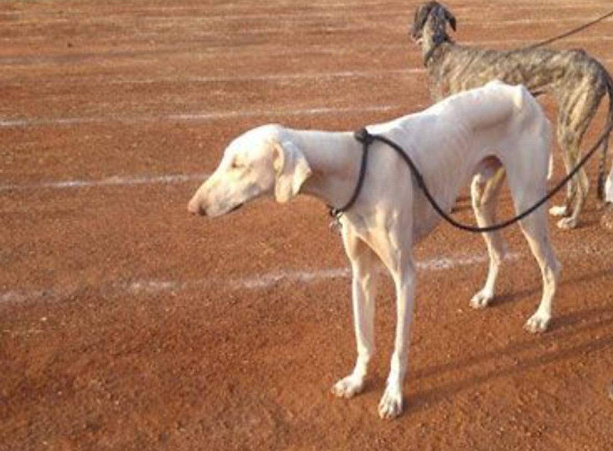15 Dogs That Look Like Greyhounds - HubPages