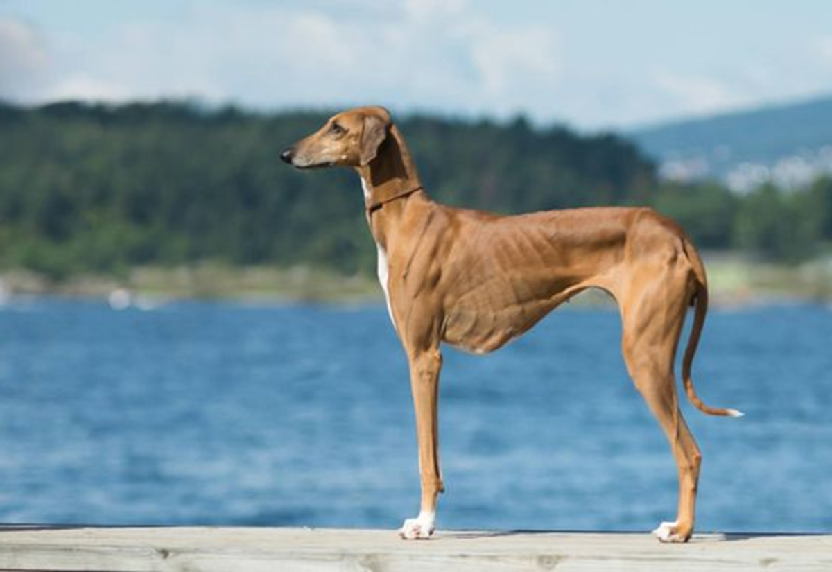 15 Dogs That Look Like Greyhounds - HubPages