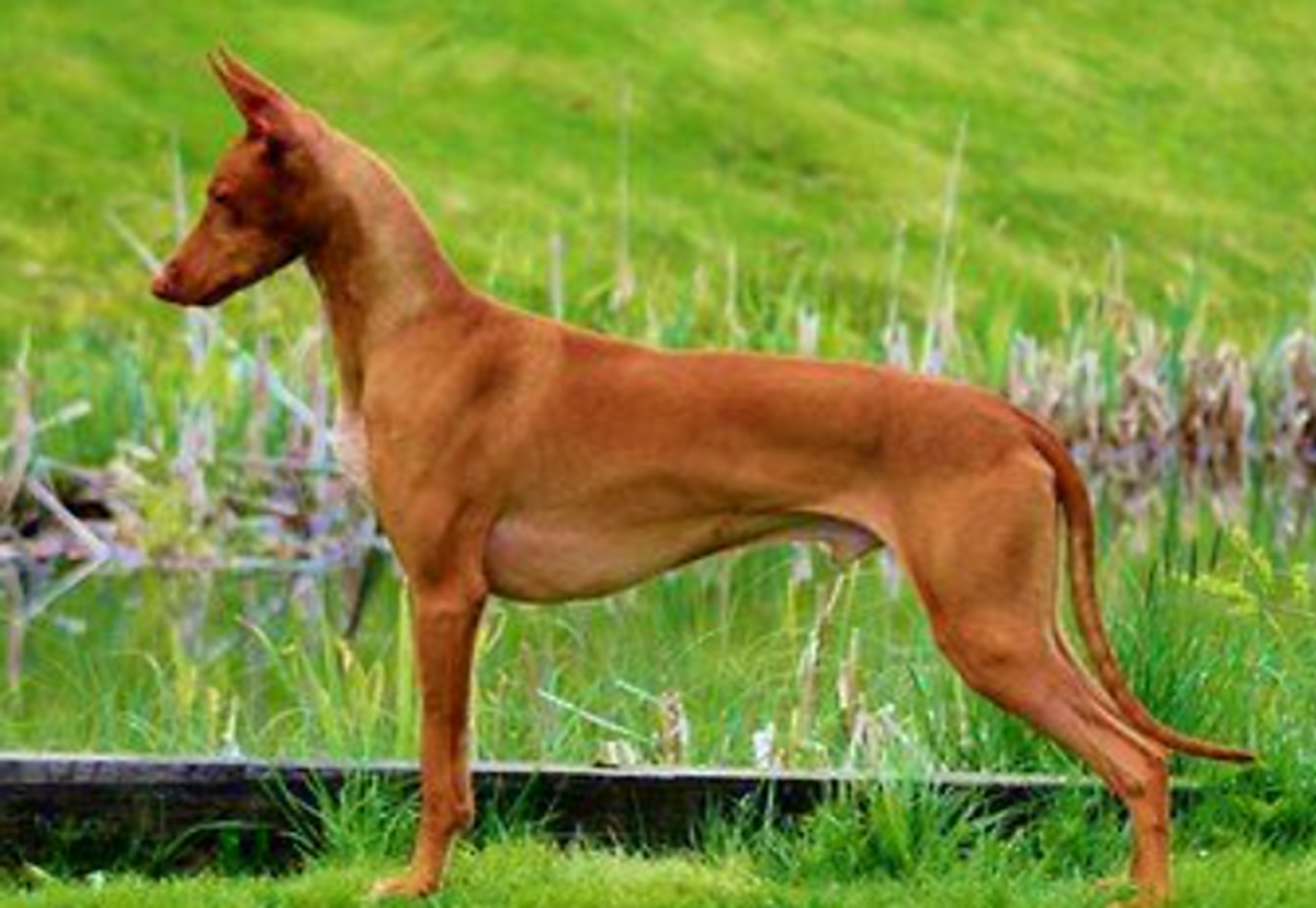 15 Dogs That Look Like Greyhounds - HubPages