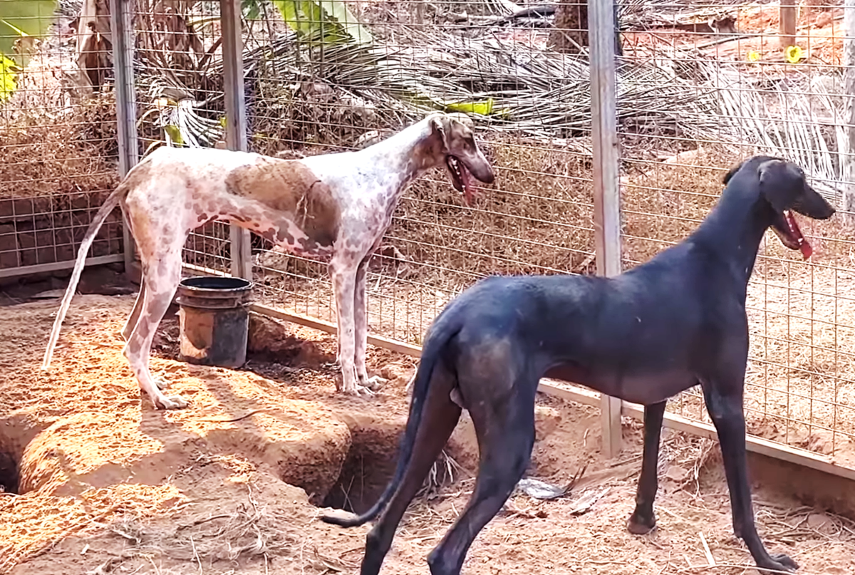 Mudhol Hound