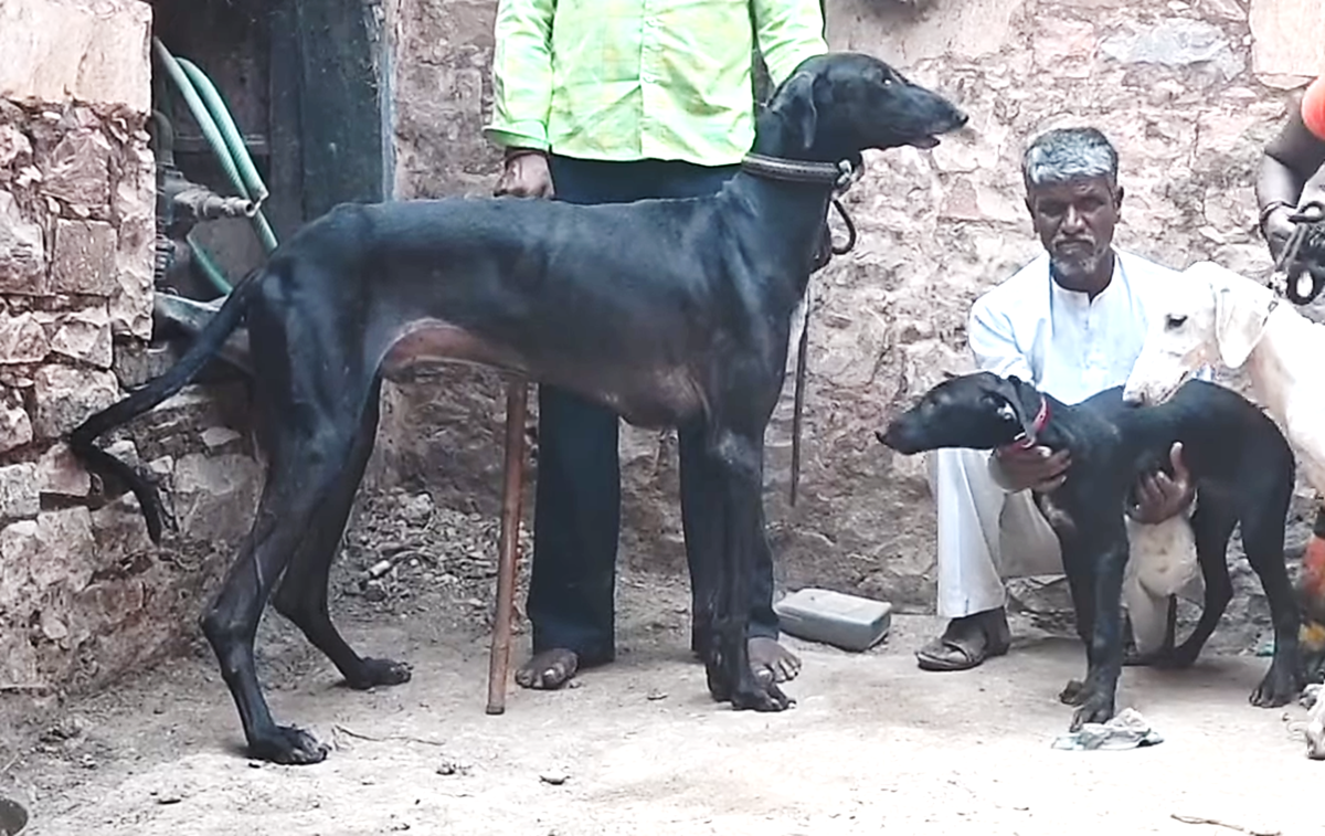 Mudhol Hound (Indian Military Dog) Breed Information, Facts ...