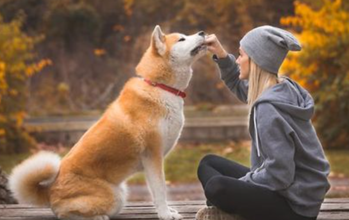 The 11 Largest Dogs From Asian Countries - HubPages