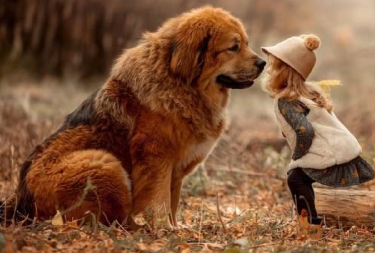 The 11 Largest Dogs From Asian Countries - HubPages